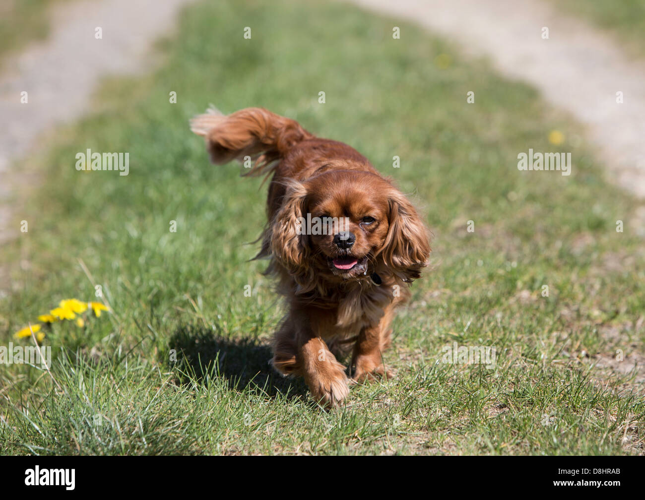Walking dog king charles cavalier hi-res stock photography and images ...