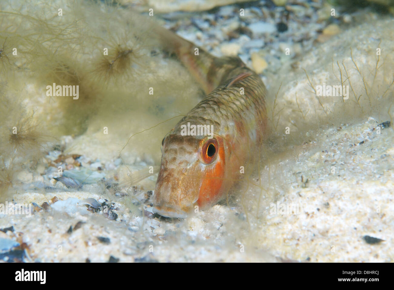 Red mullet, Striped goatfish, Striped mullet or Bluntsnouted mullet ...