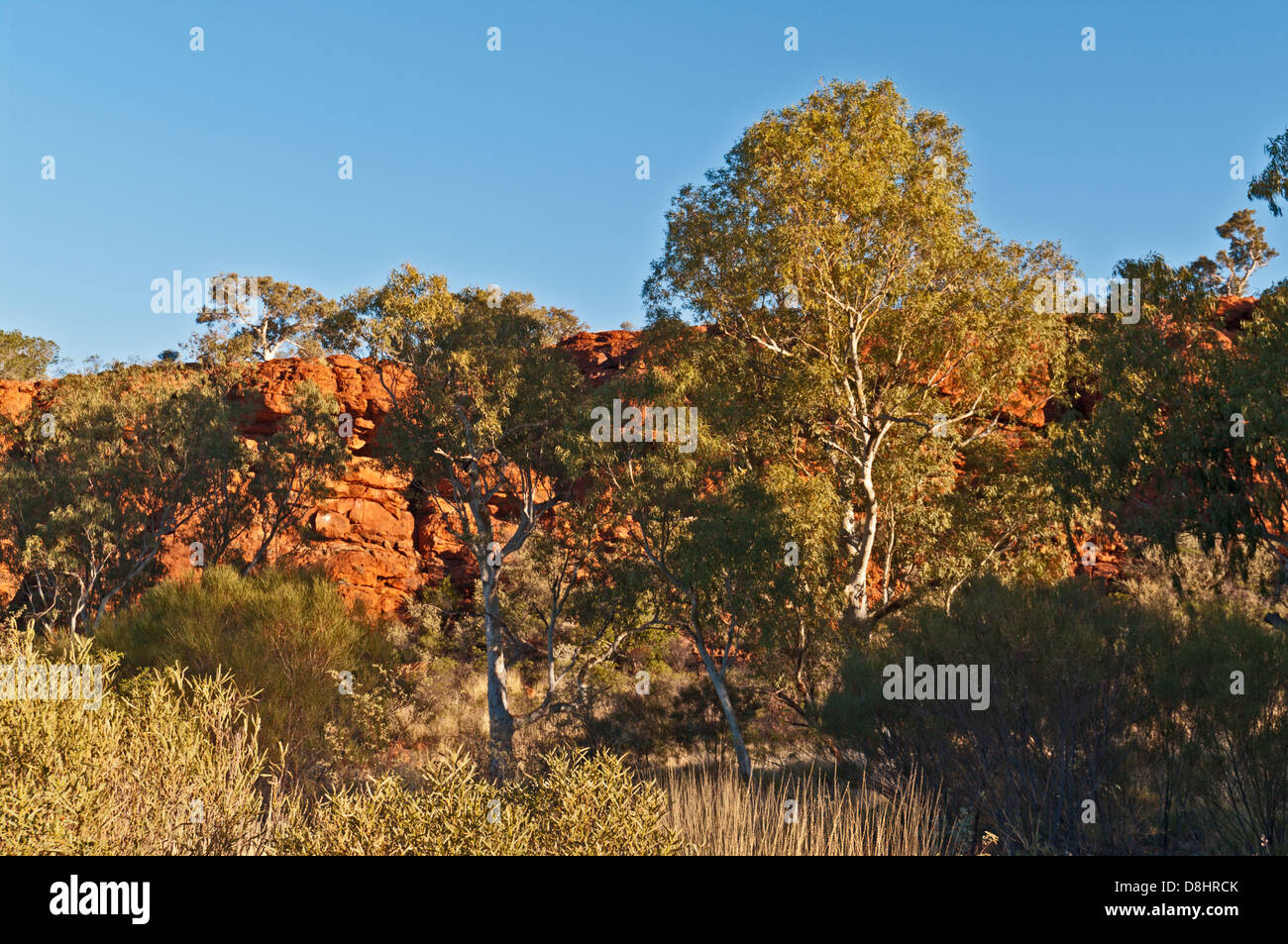 DURBA SPRING, CANNING STOCK ROUTE, WESTERN AUSTRALIA, AUSTRALIA Stock ...