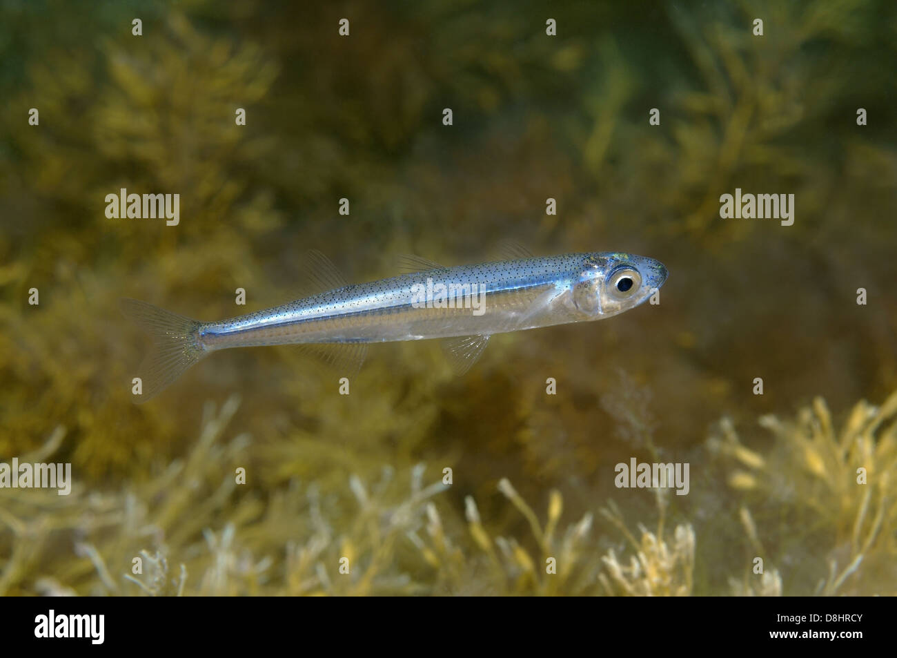European sprat (Sprattus sprattus) Black Sea, Crimea Stock Photo - Alamy