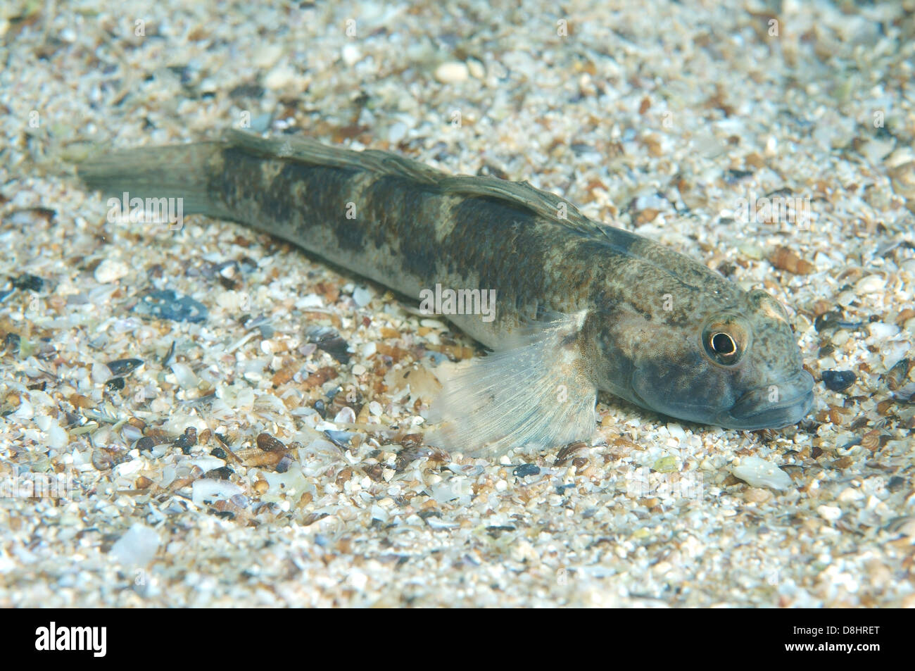 Black goby hi-res stock photography and images - Alamy