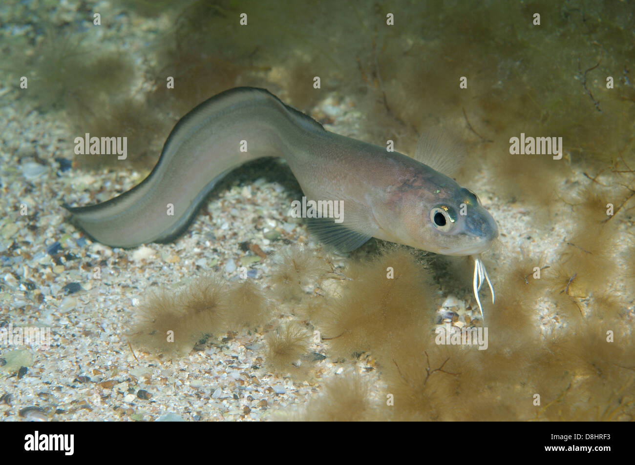 Roche's snake blenny (Ophidion rochei Stock Photo - Alamy