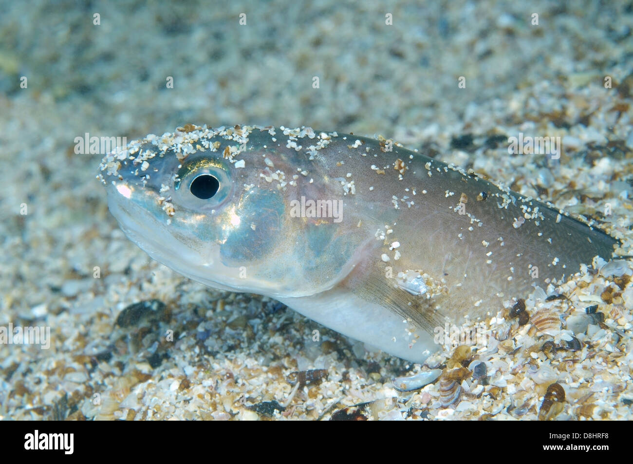 Ophidion broussoneti hi-res stock photography and images - Alamy