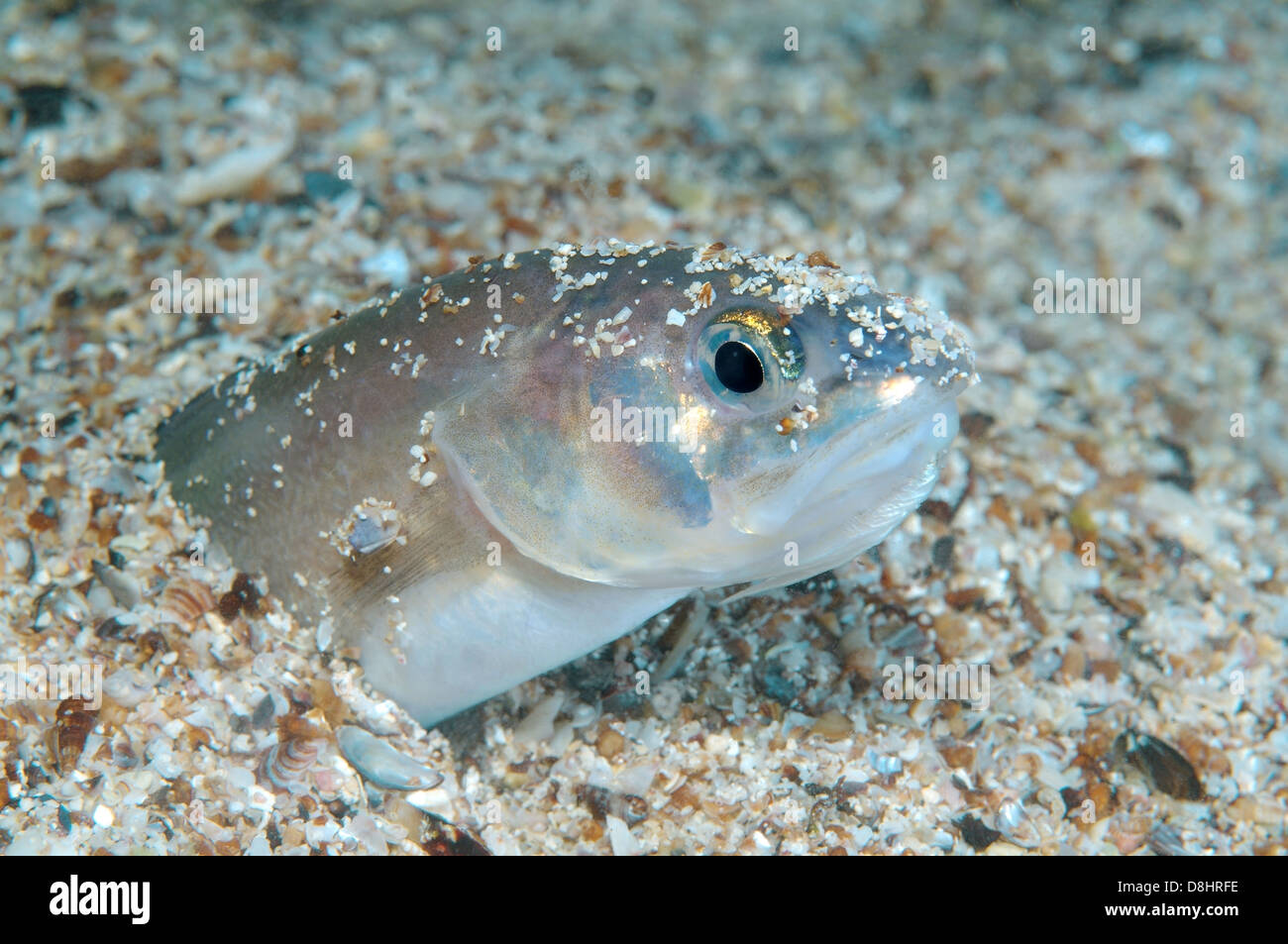 Roche's snake blenny (Ophidion rochei Stock Photo - Alamy