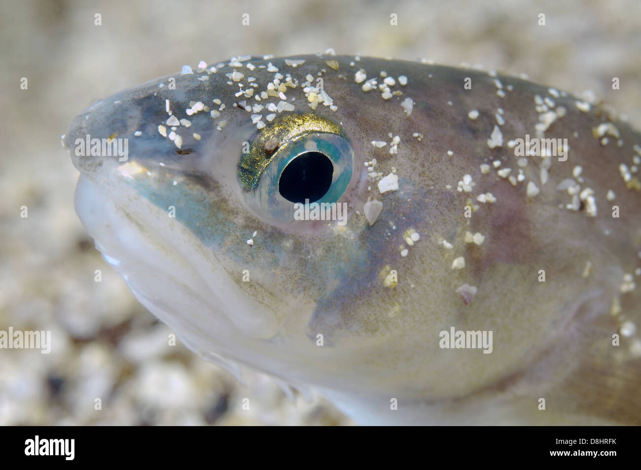Roche's snake blenny (Ophidion rochei Stock Photo - Alamy