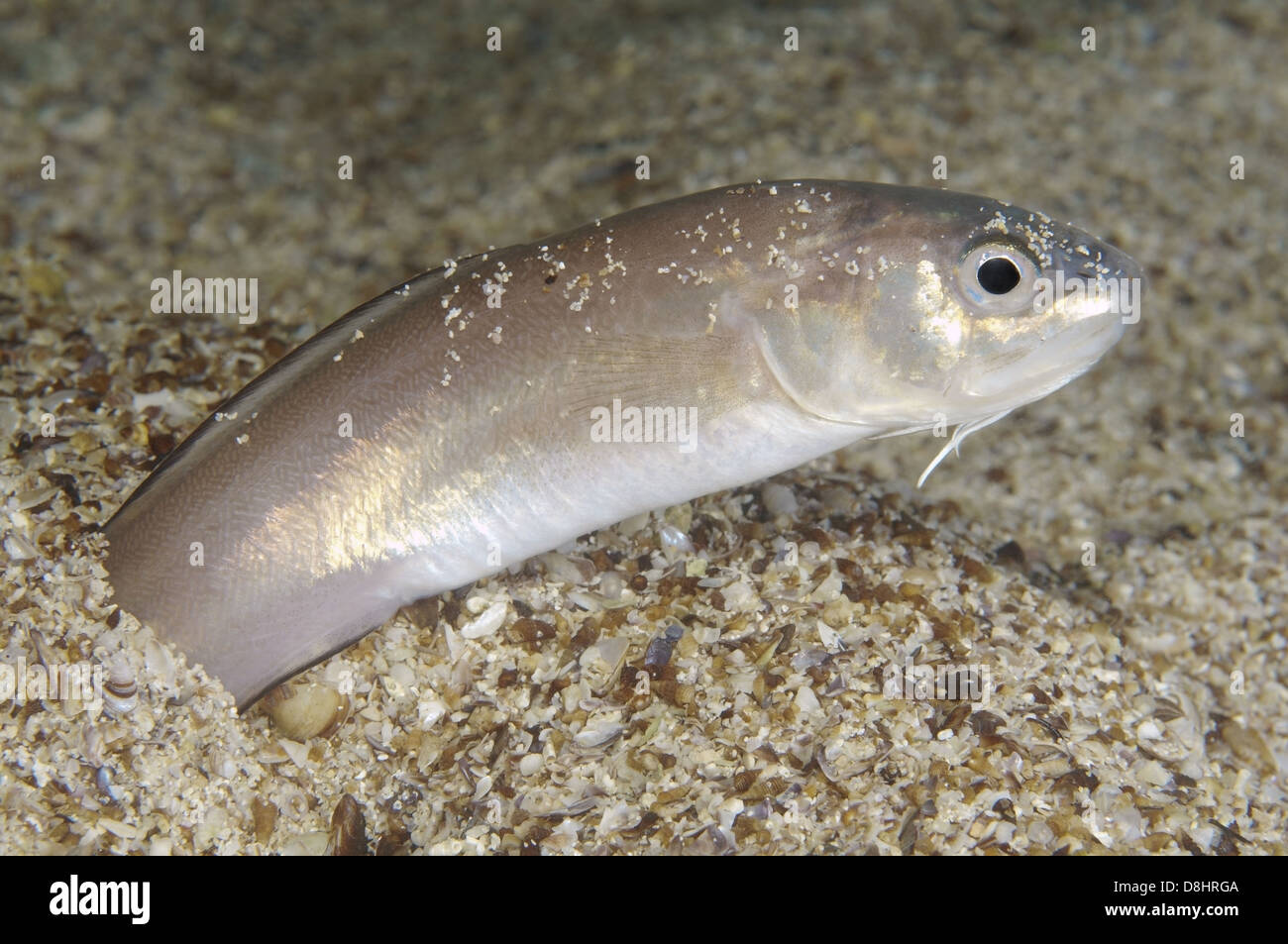 Ophidion rochei hi-res stock photography and images - Alamy