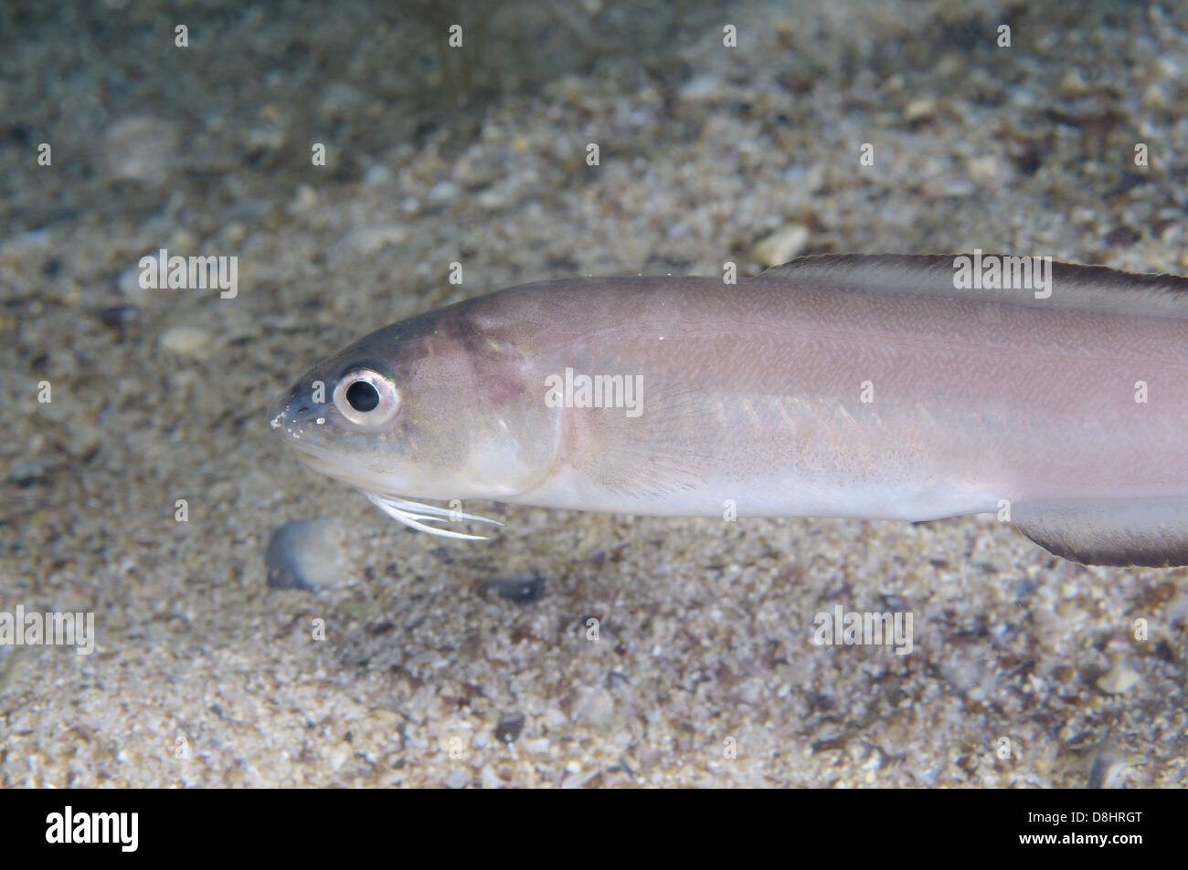 Roche's snake blenny (Ophidion rochei Stock Photo - Alamy