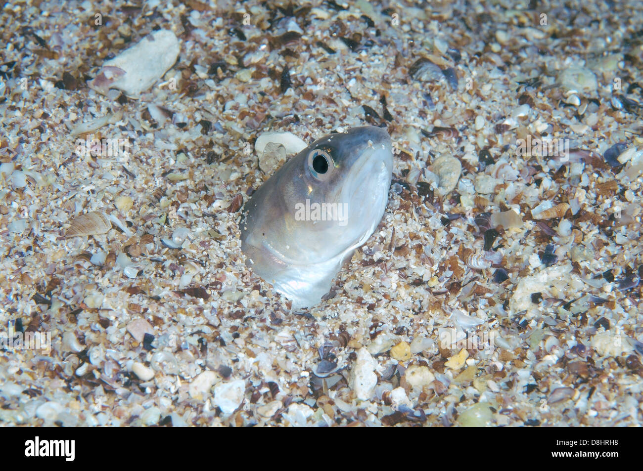 Ophidion broussoneti hi-res stock photography and images - Alamy