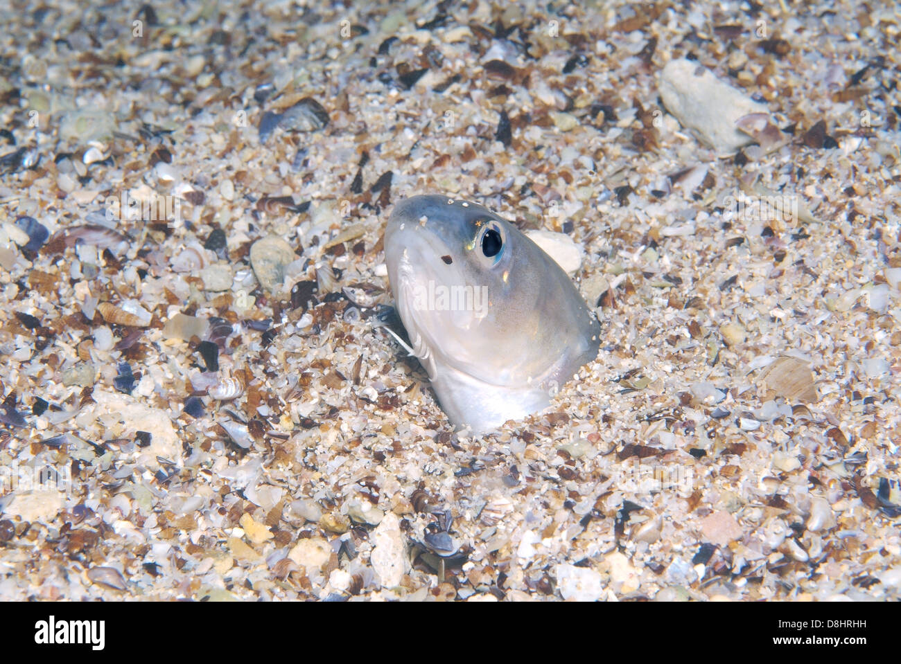 Roche's snake blenny (Ophidion rochei Stock Photo - Alamy