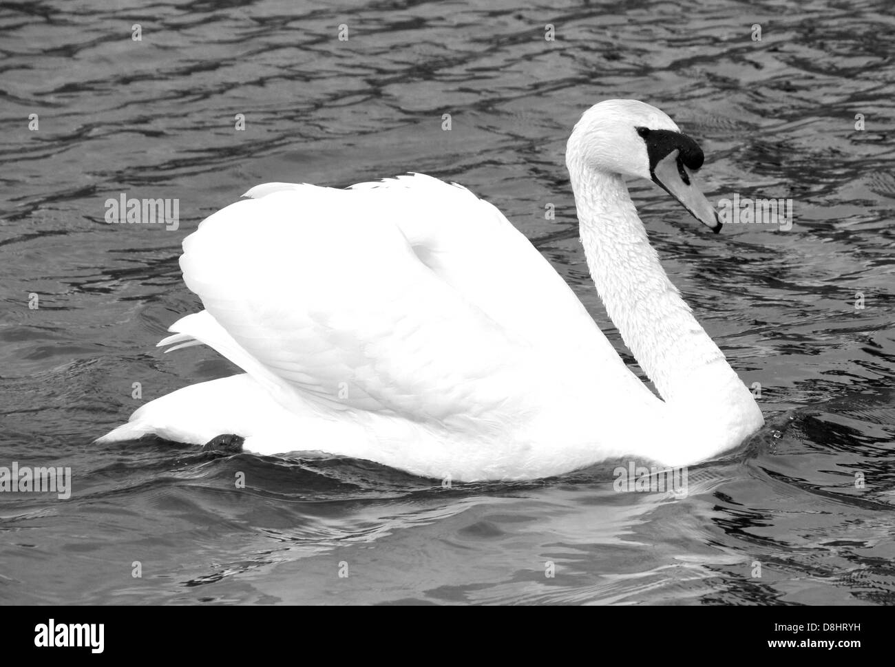 B&W photo of a Swan swimming on The River Thames at Windsor Stock Photo ...