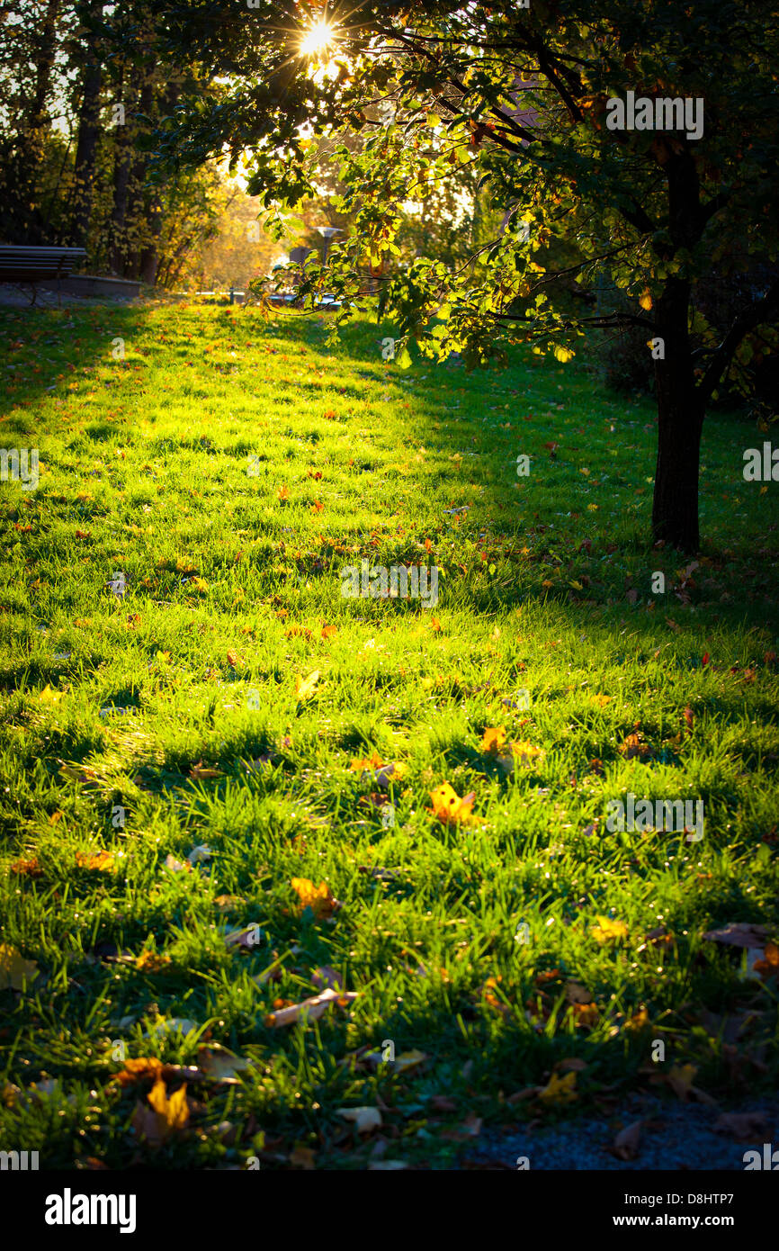 Tree and magical golden light on the grass Stock Photo - Alamy