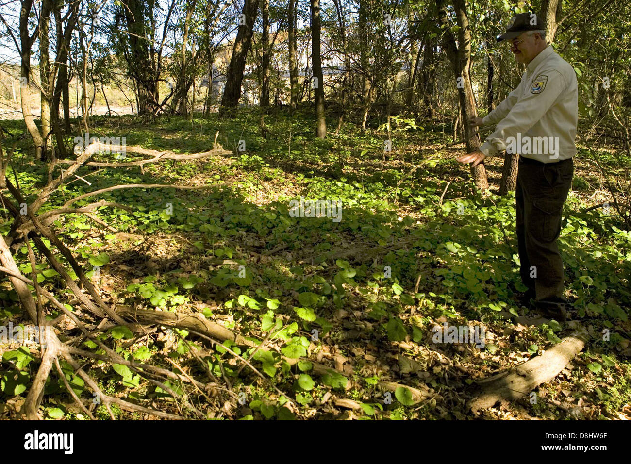 An employee points to an area of woodland where garlic mustard, an ...