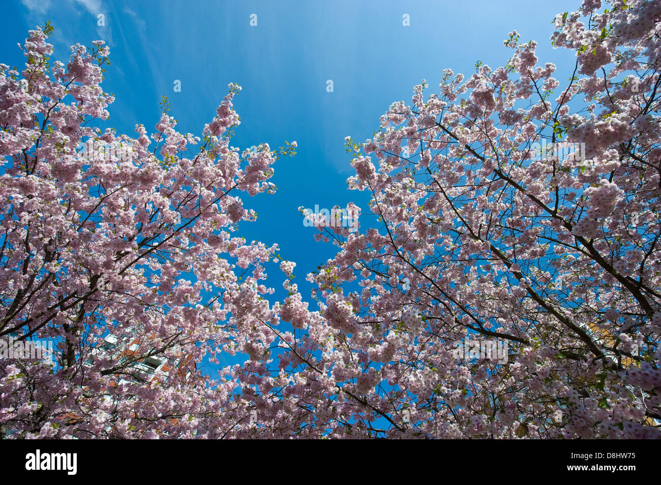 Akalla hi-res stock photography and images - Alamy