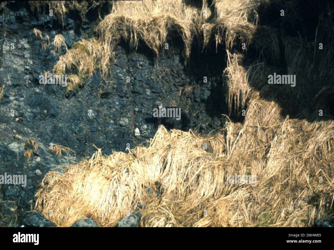 The image shows an Enhydra lutris, commonly known as a sea otter, on ...