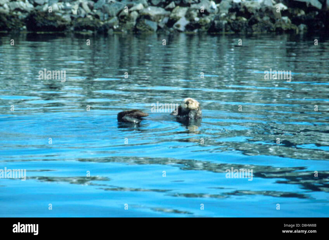 An Enhydra lutris, also known as a sea otter, floating on a lake. The ...