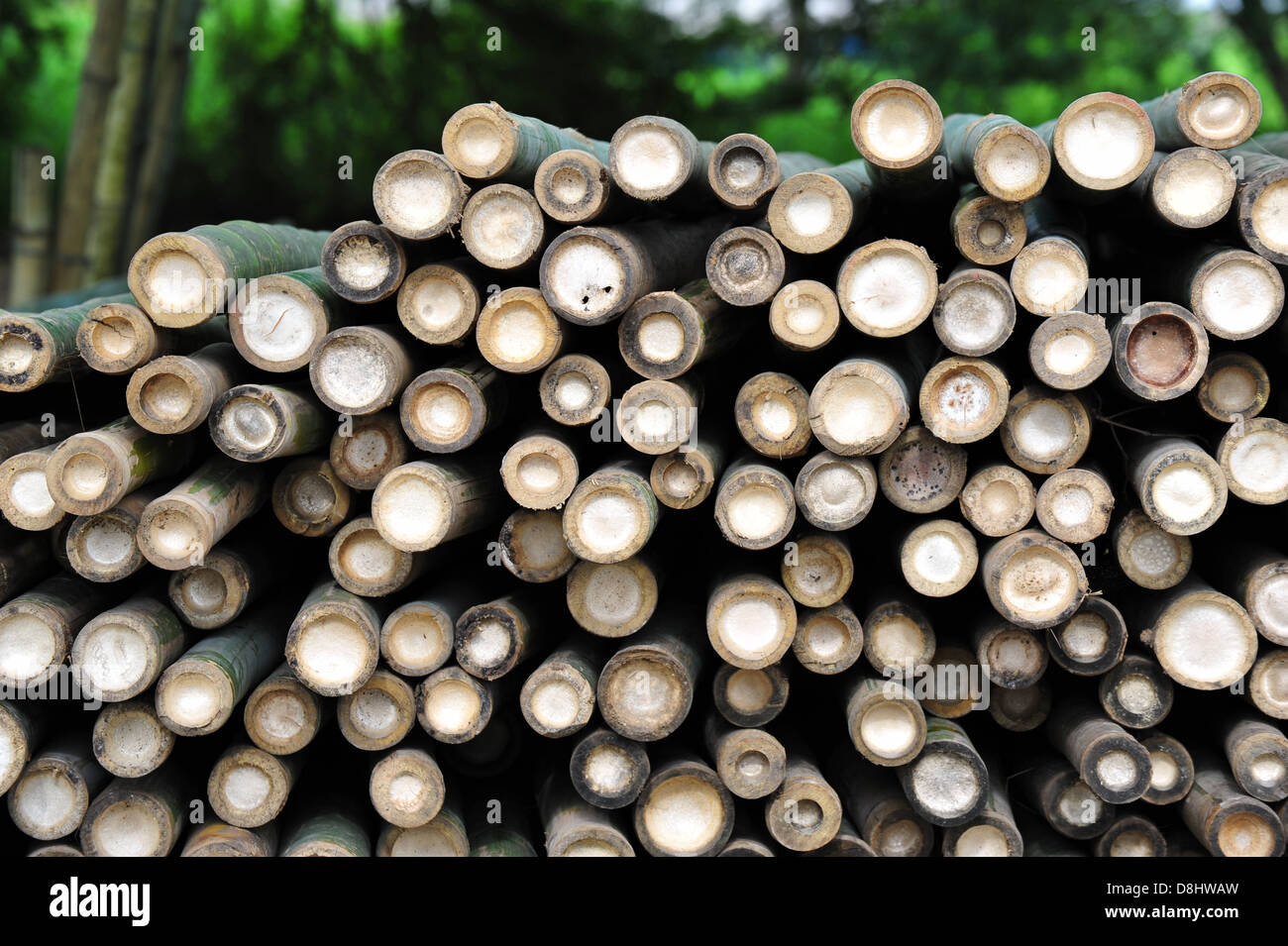 Cut bamboo hi-res stock photography and images - Alamy