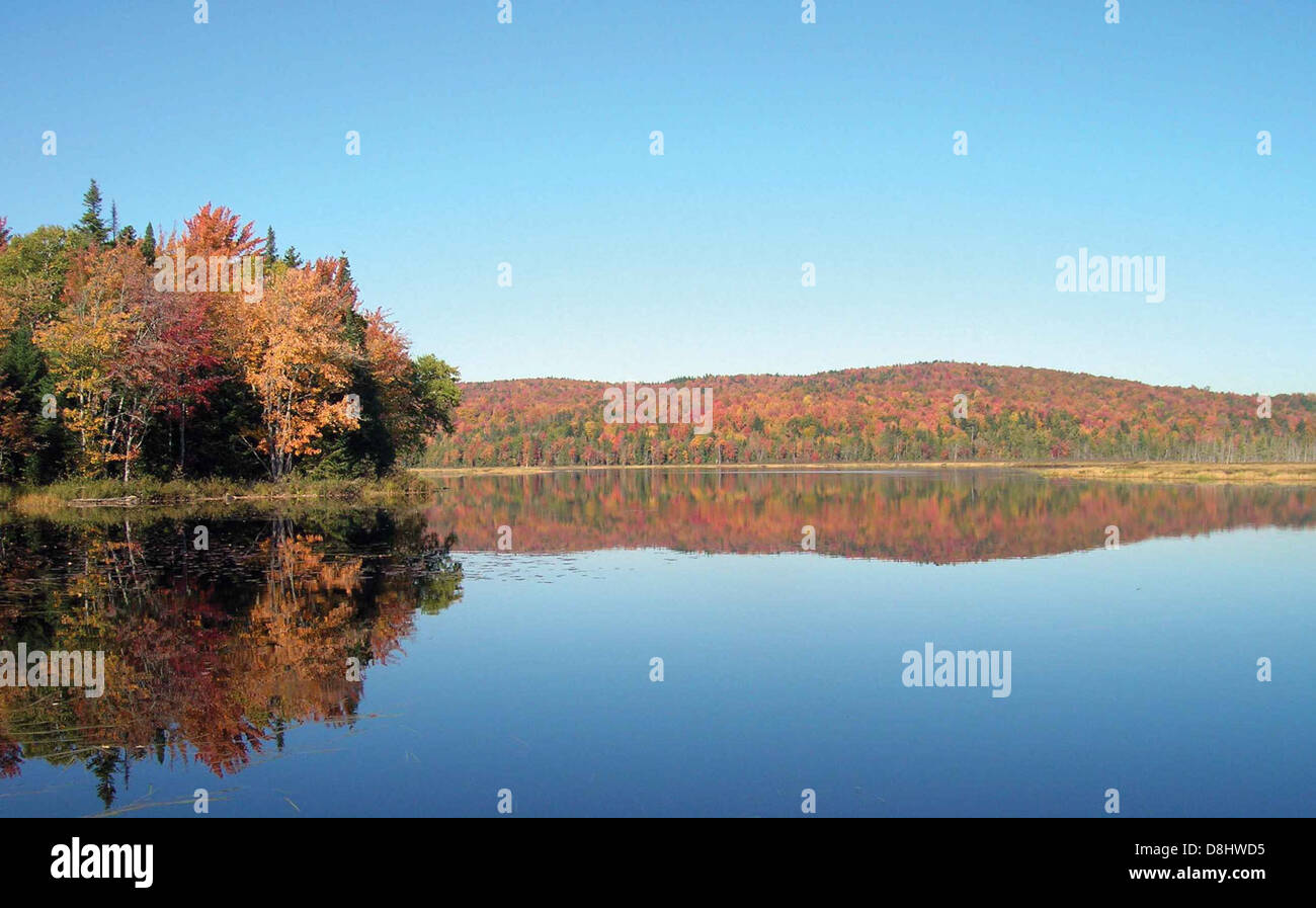 A meadow covered with colorful fall foliage, showcasing the vibrant ...
