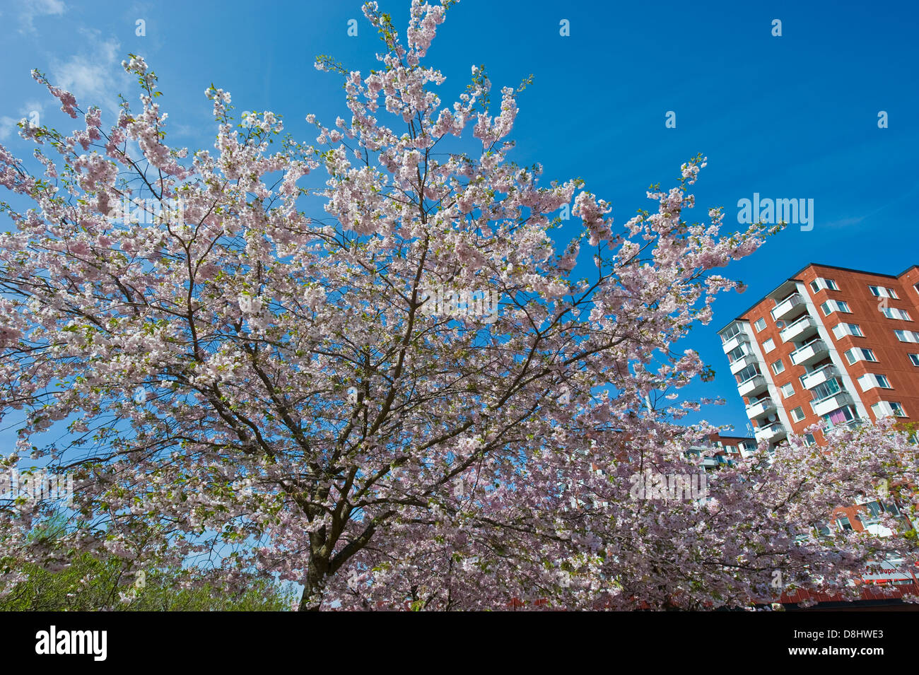 Akalla hi-res stock photography and images - Alamy