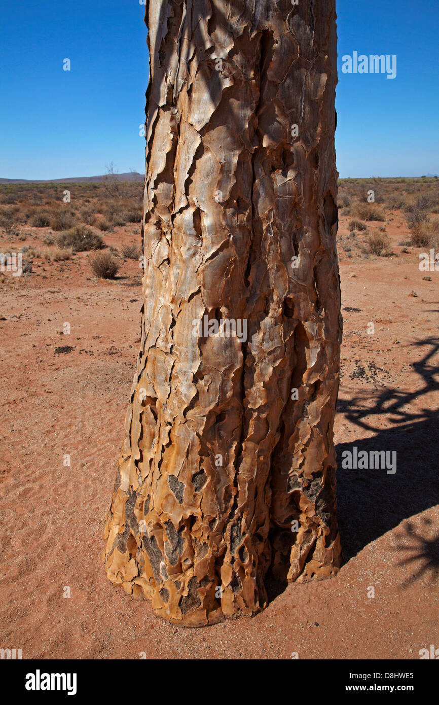 Bark on trunk of Kokerboom or Quiver Tree (Aloe dichotoma), near Fish ...