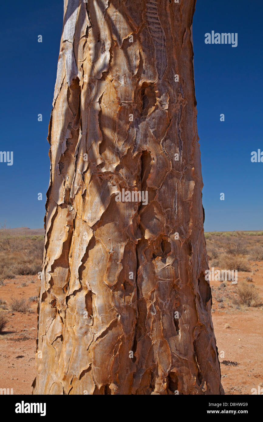 Bark on trunk of Kokerboom or Quiver Tree (Aloe dichotoma), near Fish ...