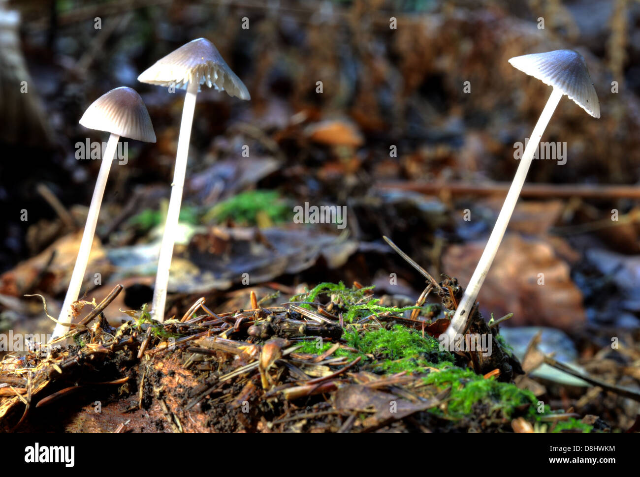 Humbie scotland hi-res stock photography and images - Alamy