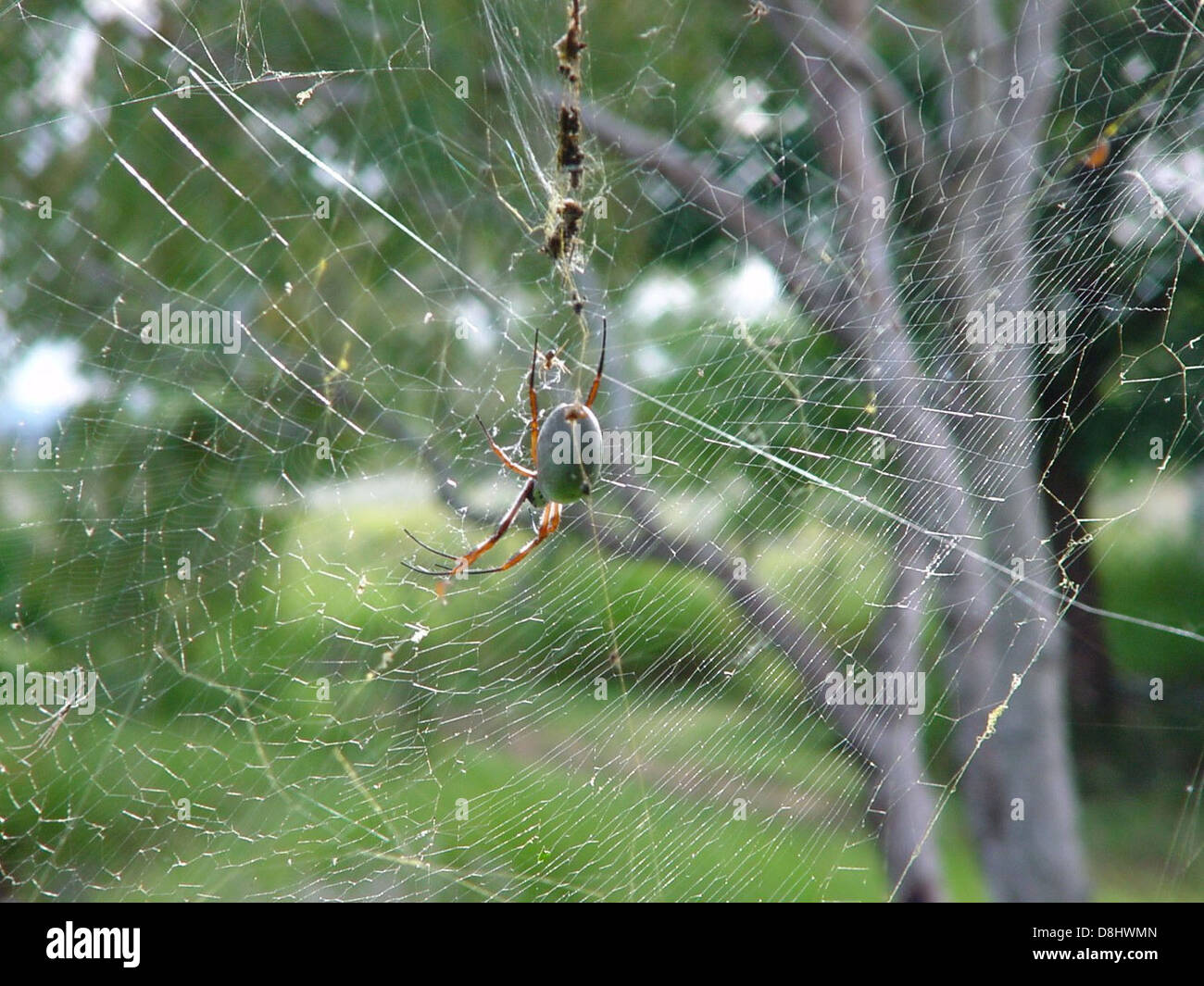 A close-up image of a large spider, highlighting its bulk and ...