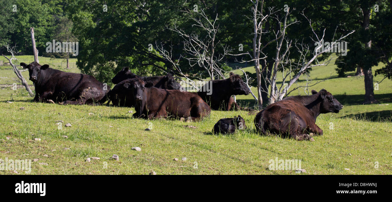 Herd of black Angus cattle chewing the cud Stock Photo - Alamy