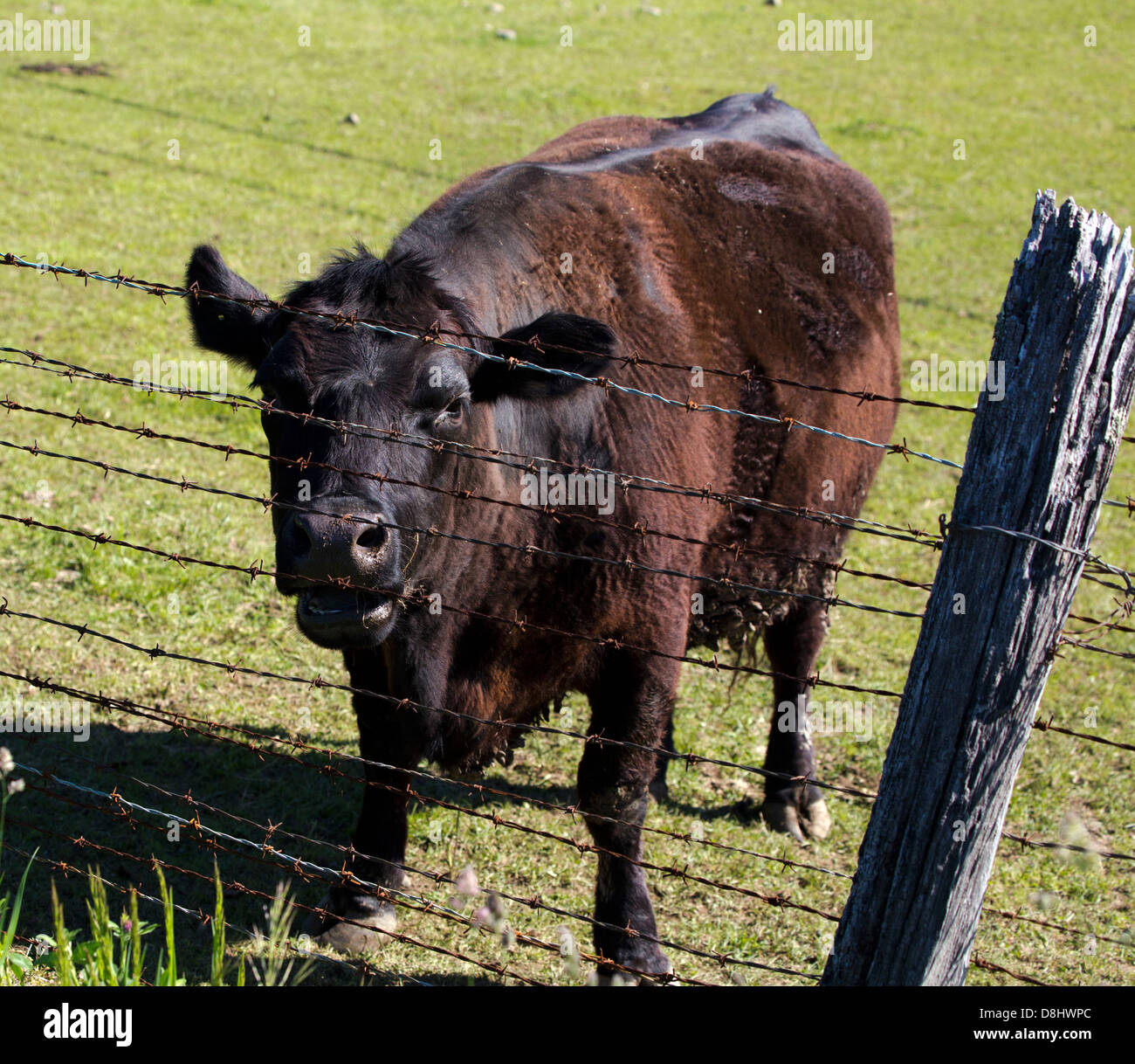 A black Angus cow steer at a rusted barbed wire fence Stock Photo - Alamy