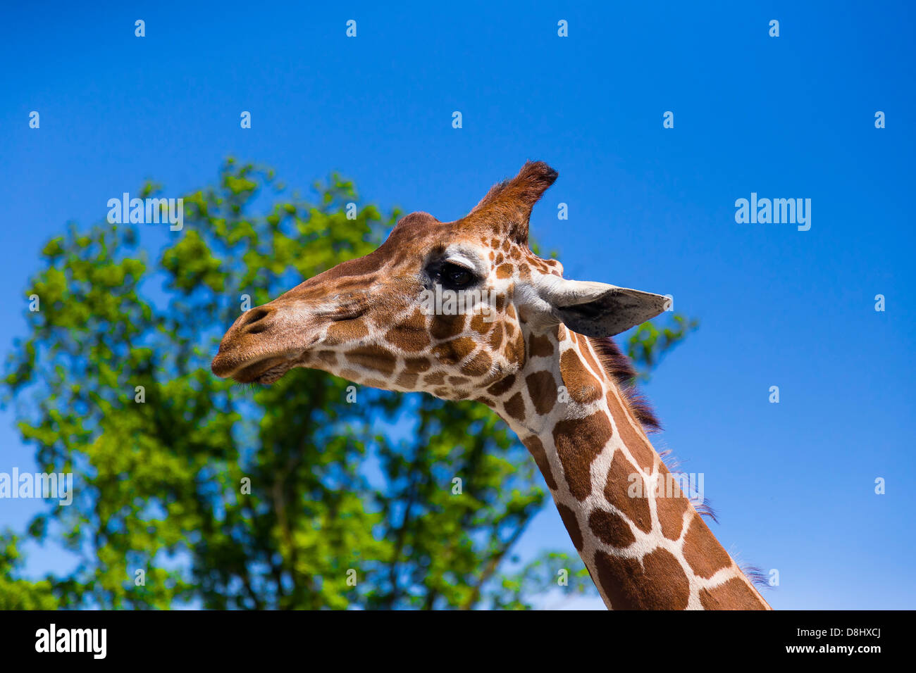 Funny animal camouflage hi-res stock photography and images - Alamy
