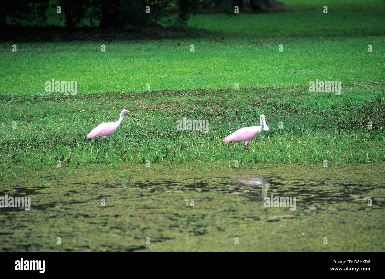 Elk283-4337 Louisiana, Avery Island, Jungle Gardens, spoonbills Stock ...