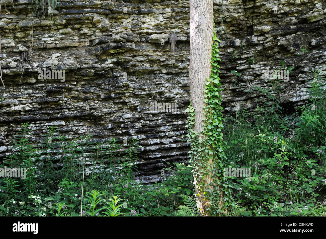 Wenlock Edge, Shropshire, England. Coral patch reefs in horizontal ...