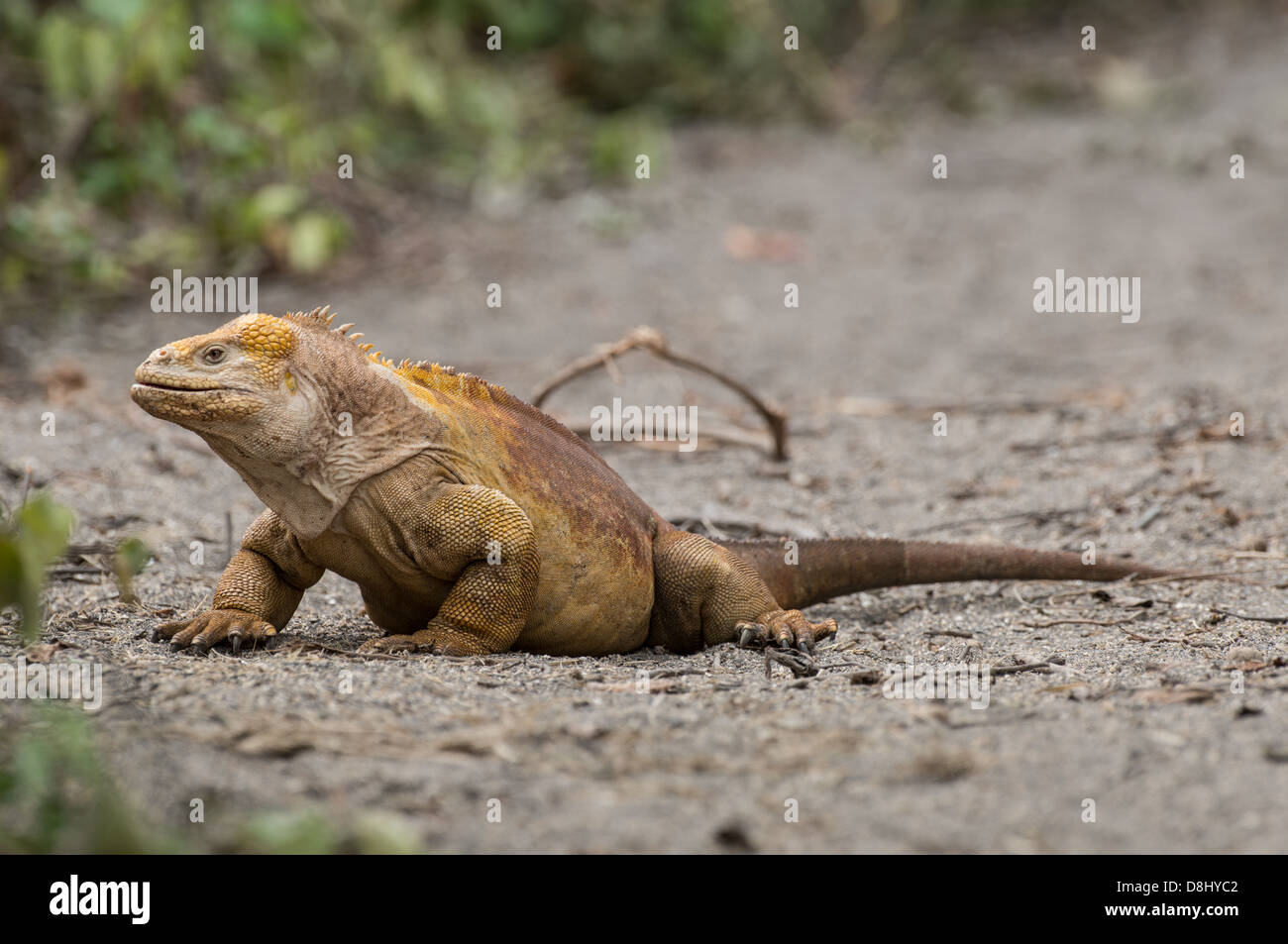 Stock photo of a Galapagos land iguana on Isabela Island Stock Photo ...
