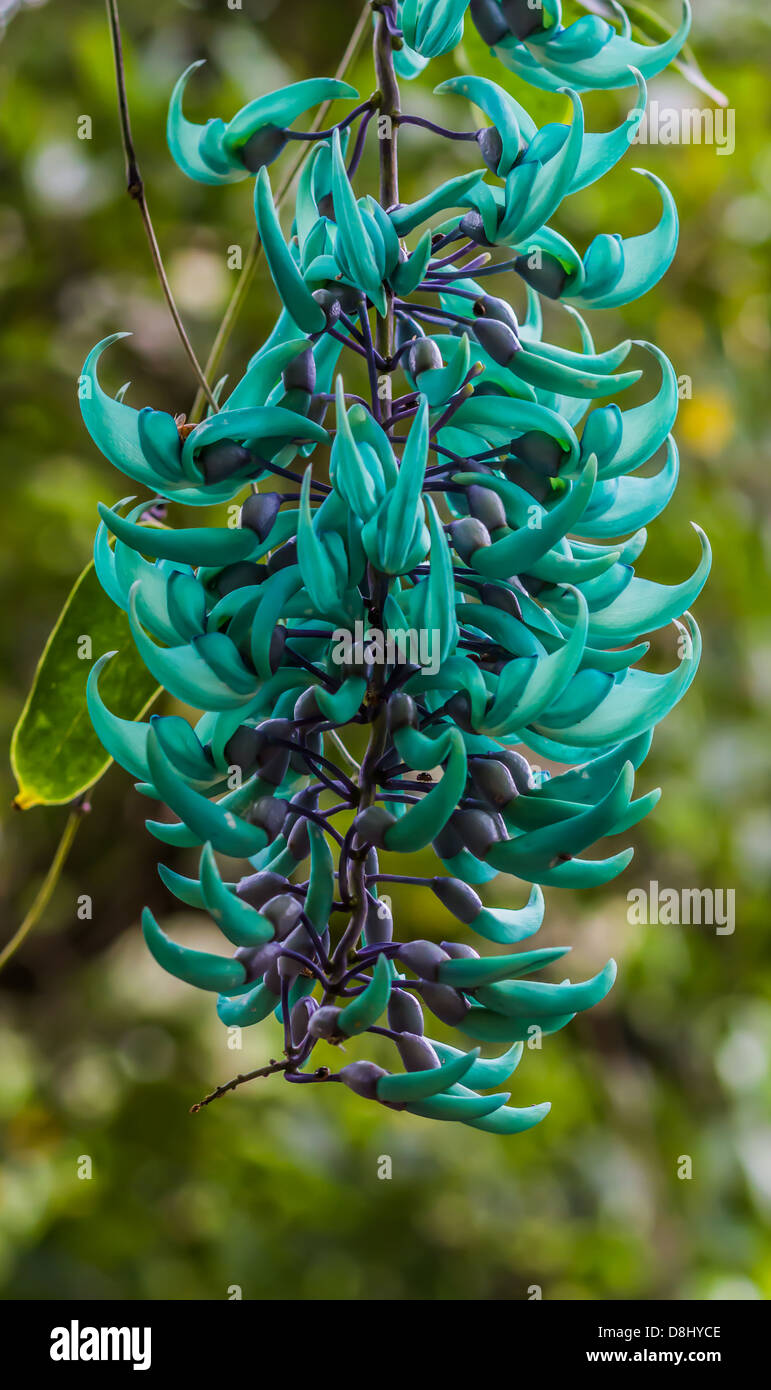 Jade Colored Flowers