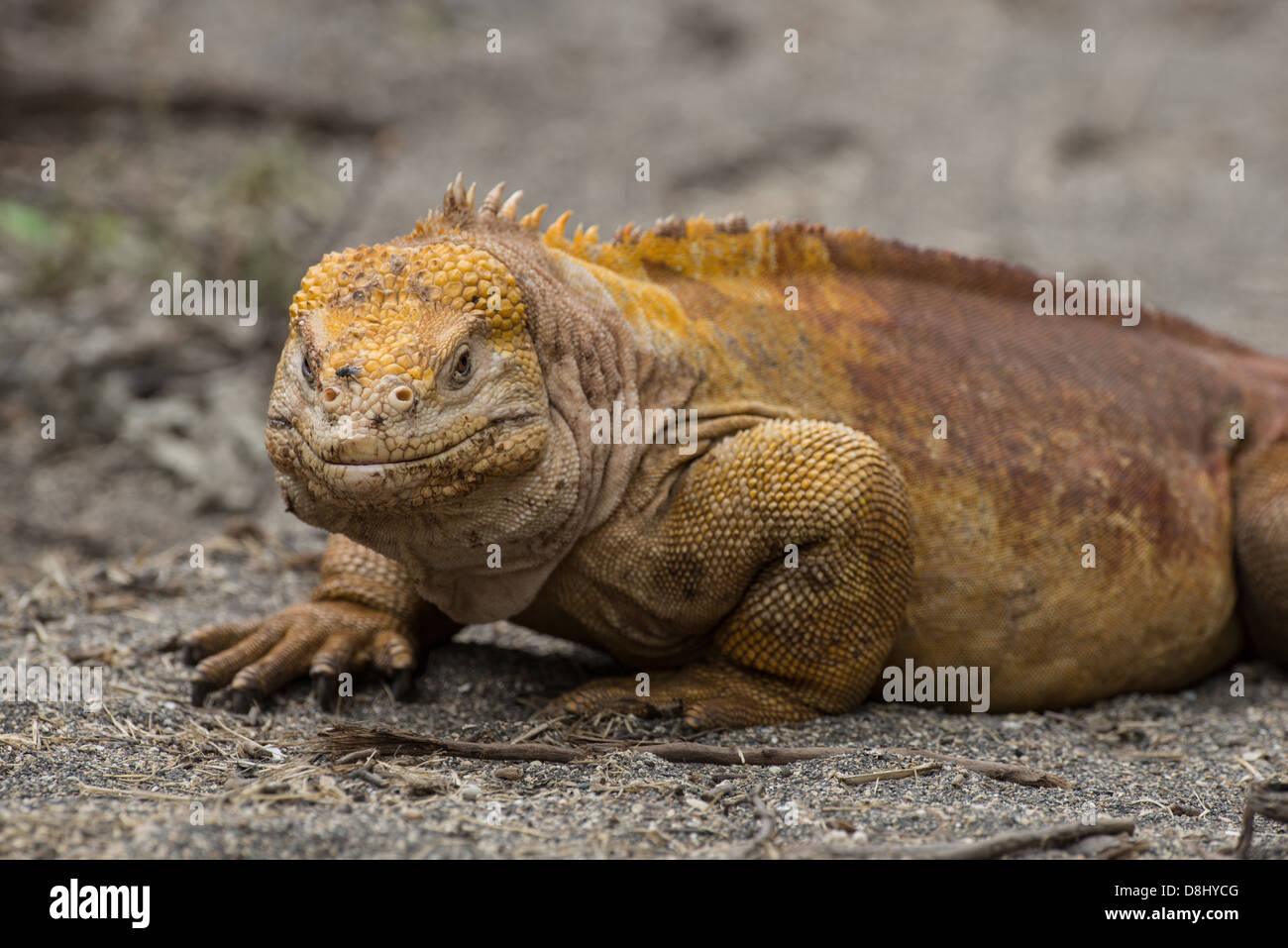 Stock photo of a Galapagos land iguana on Isabela Island Stock Photo ...