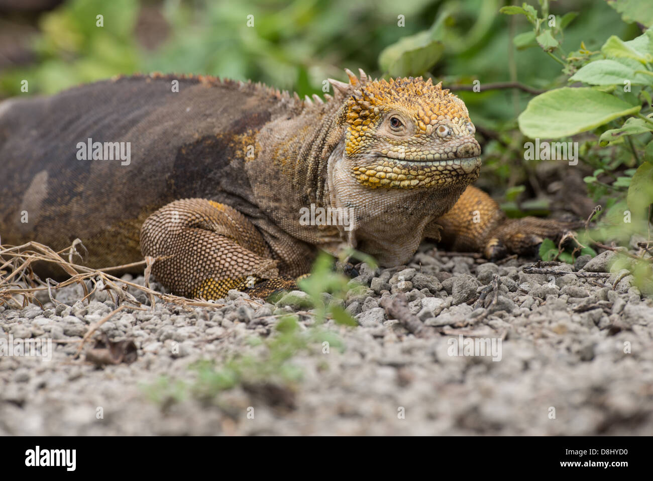 Stock photo of a Galapagos land iguana on Isabela Island Stock Photo ...