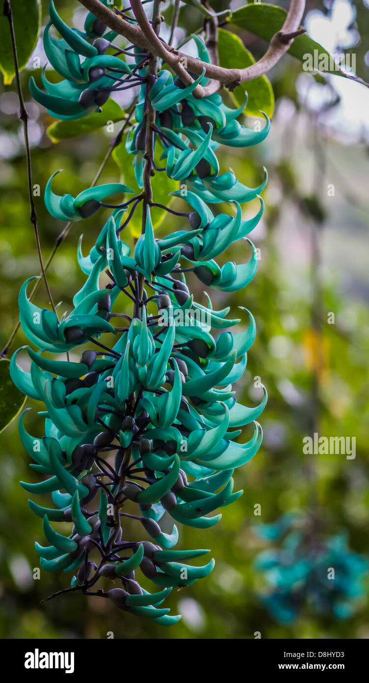 Turquoise colored Jade Vine hanging from trees in the tropical jungle ...