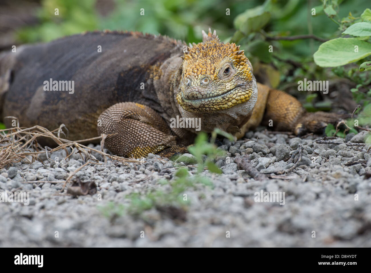 Stock photo of a Galapagos land iguana on Isabela Island Stock Photo ...