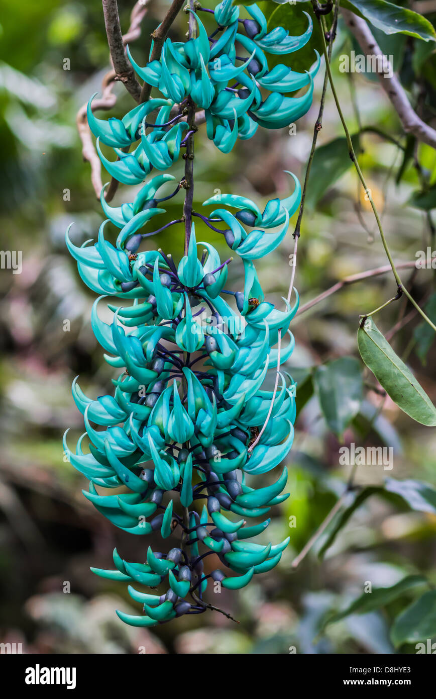 Jade Colored Flowers