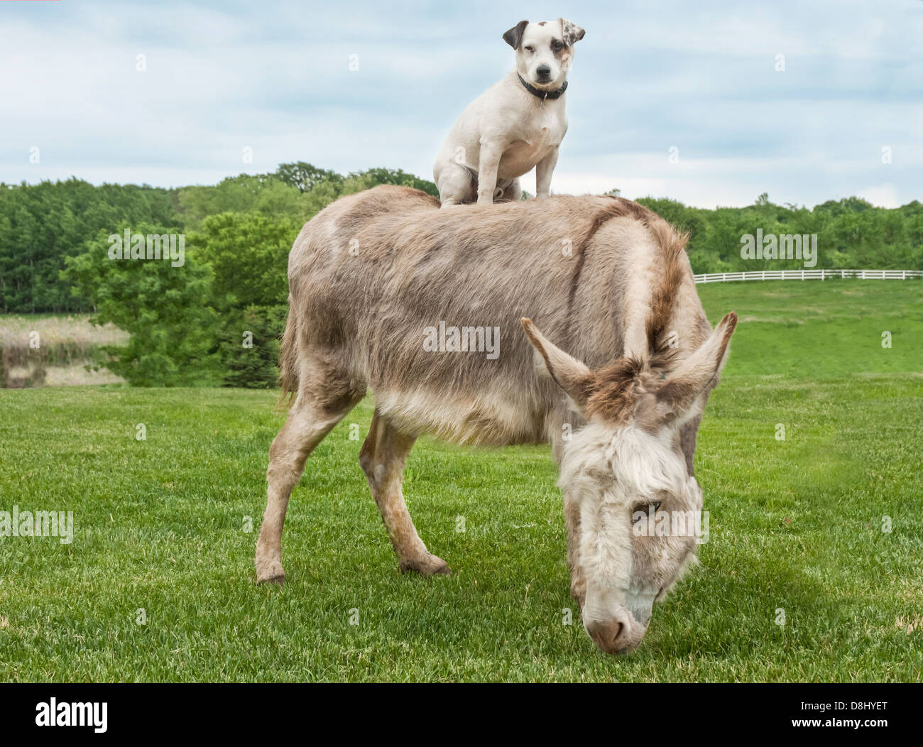 Donkey hi-res stock photography and images - Alamy
