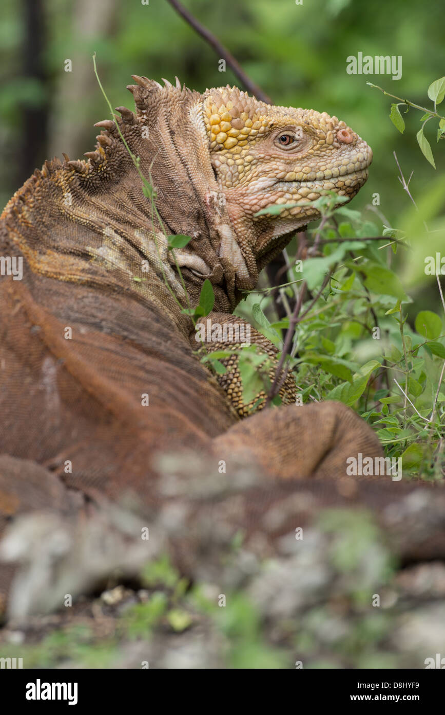 Land iguana on isabela island hi-res stock photography and images - Alamy