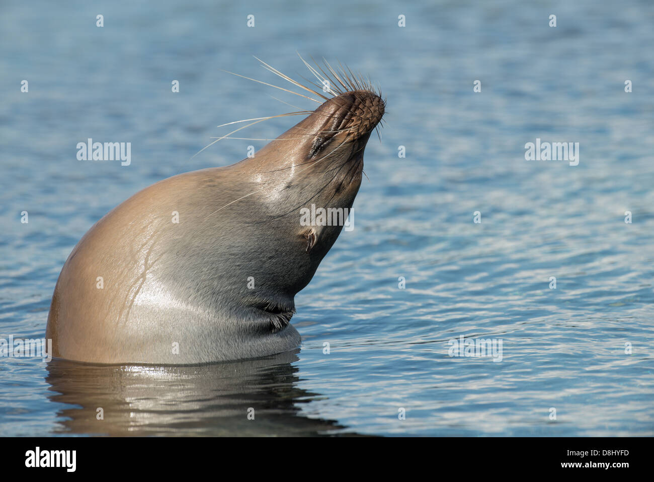 Stock photo of a Galapagos sea lion napping, Isabela Island Stock Photo ...