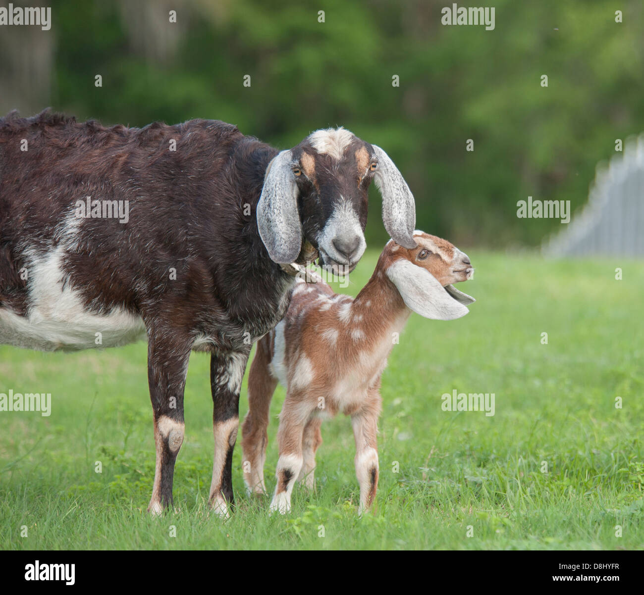 Goat kid mother hi-res stock photography and images - Alamy