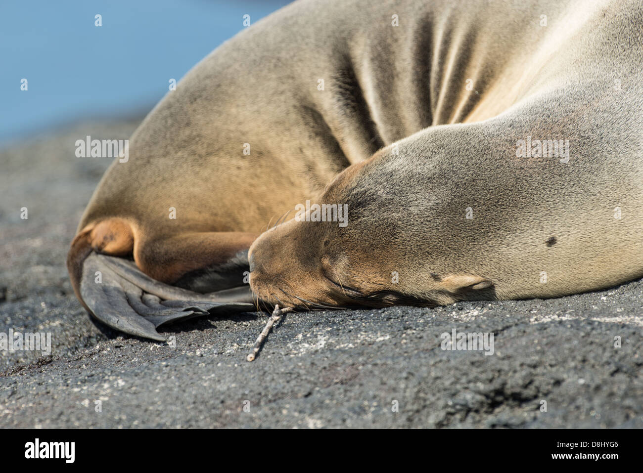 Stock photo of a Galapagos sea lion napping, Isabela Island Stock Photo ...