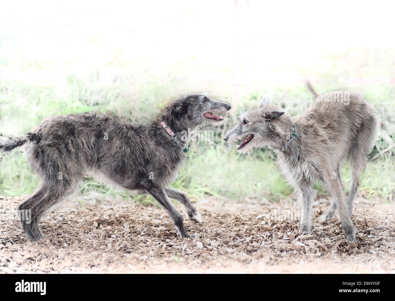 Lurcher dogs hi-res stock photography and images - Alamy