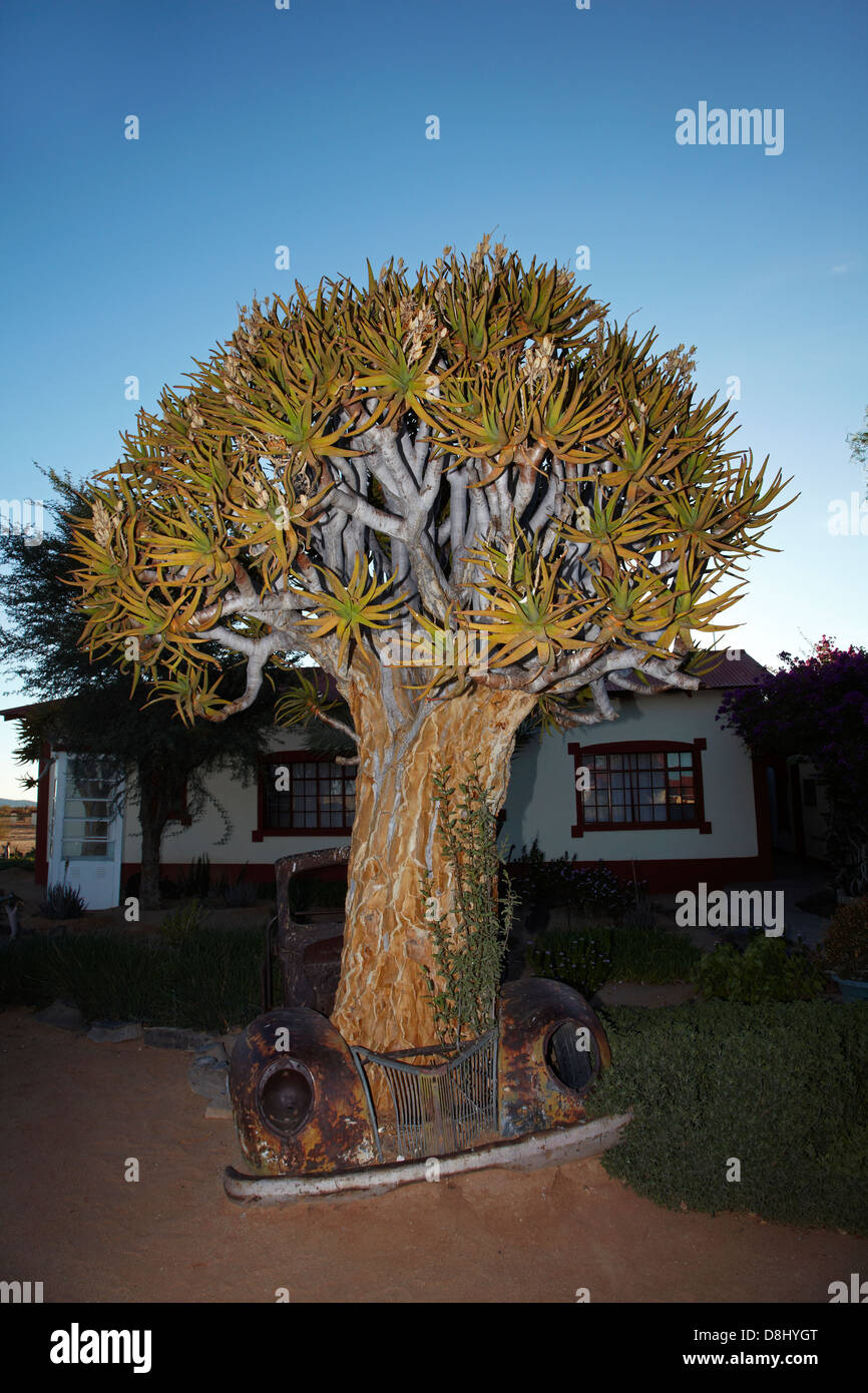 Tree growing through old car hi-res stock photography and images - Alamy
