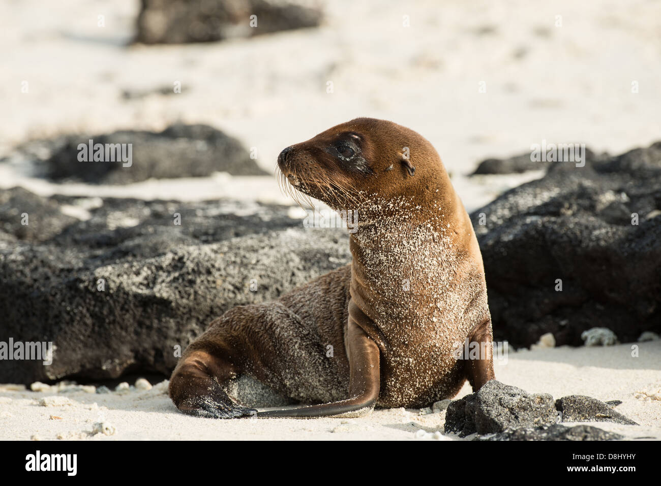 Seal pup images hi-res stock photography and images - Alamy