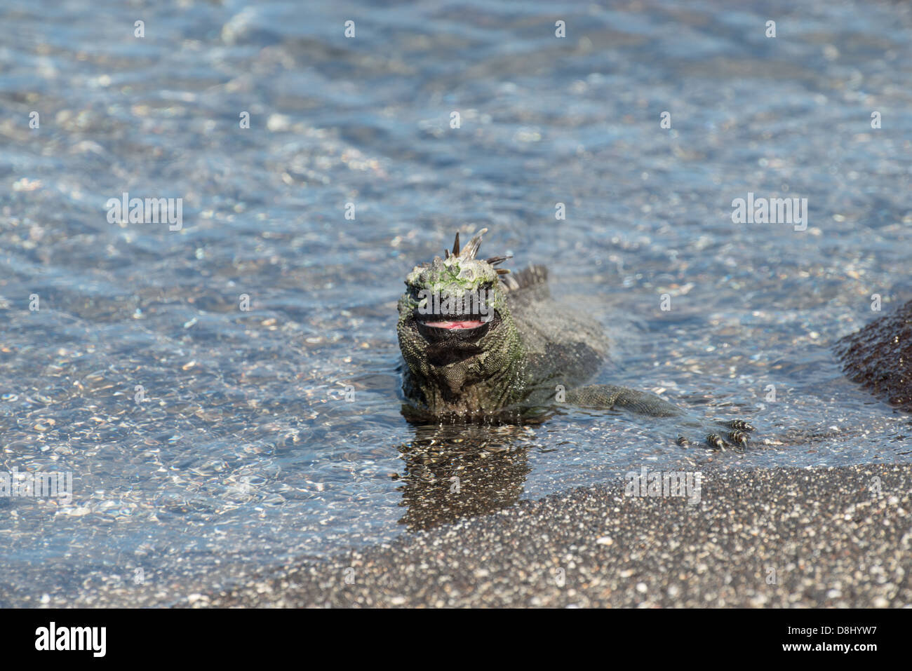 Galapagos marine iguana coming out of the water on Fernandina Island ...