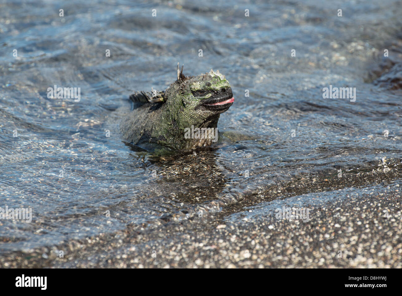 Marine iguana pictures hi-res stock photography and images - Alamy