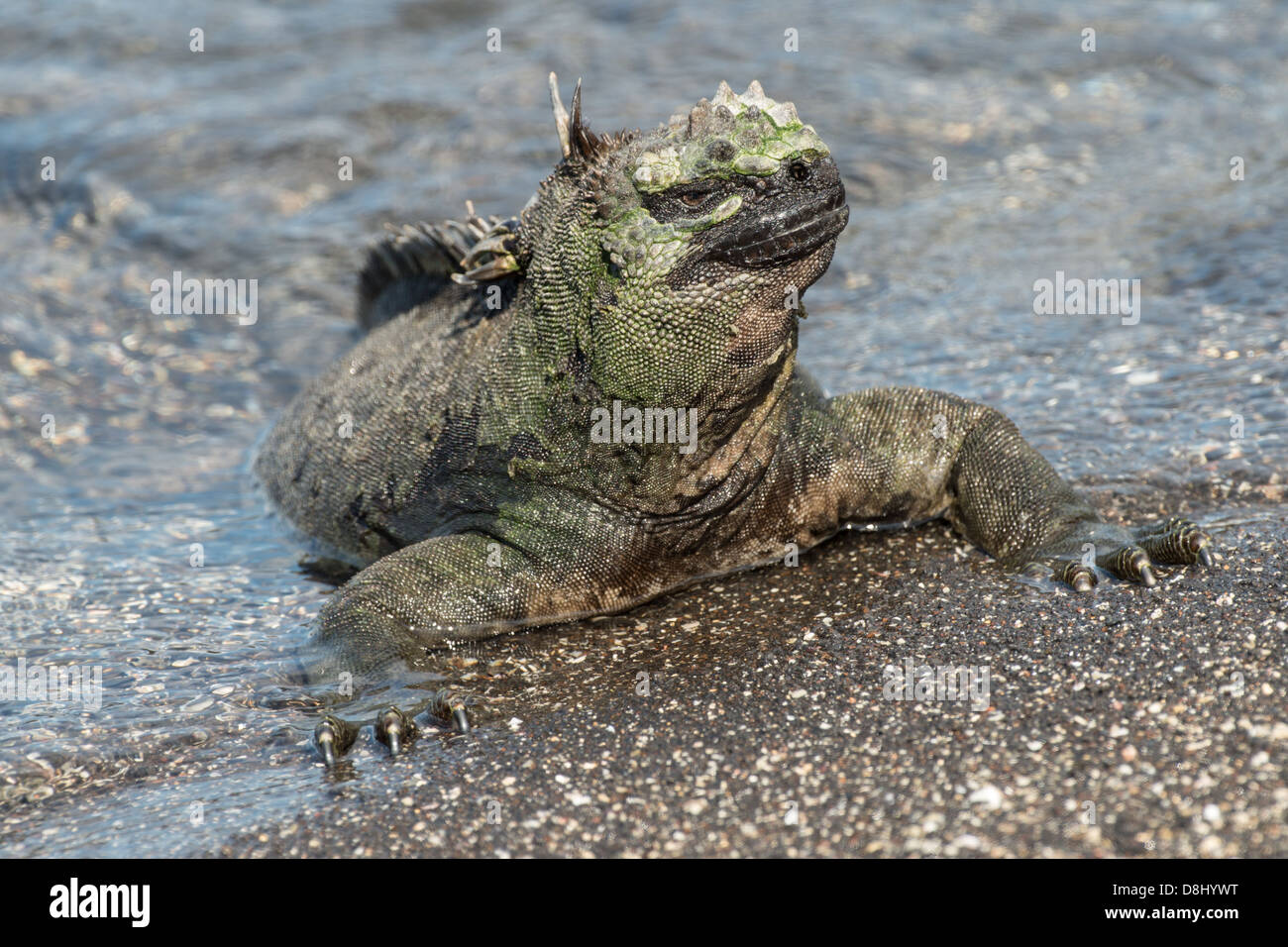 Galapagos marine iguana coming out of the water on Fernandina Island ...