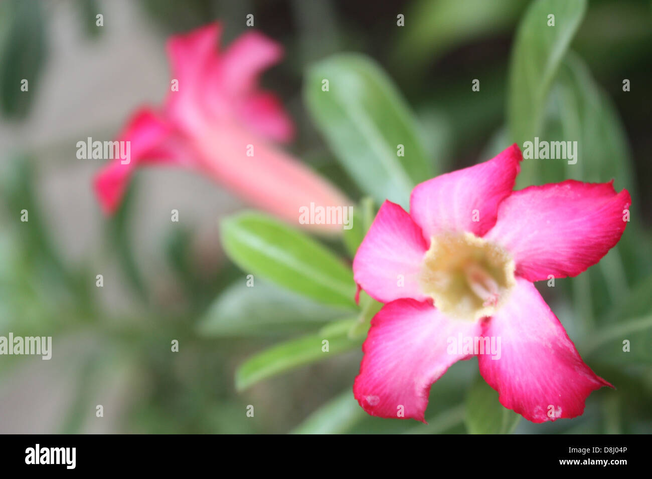 Desert Azalea High Resolution Stock Photography and Images - Alamy